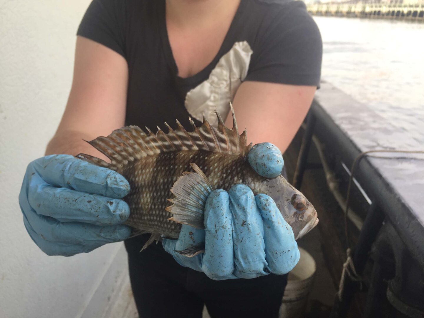 STEM Lessons and Activities — Hudson River Park