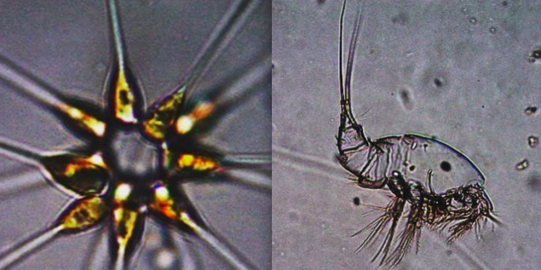 Build Your Own Plankton — Hudson River Park