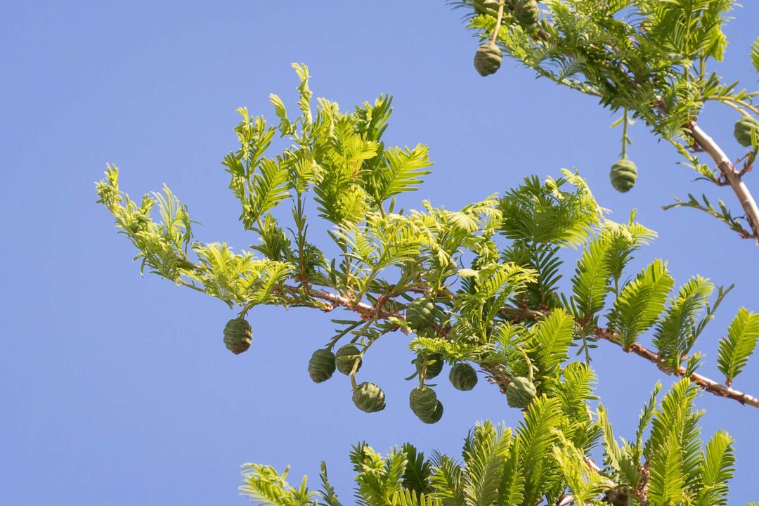 Dawn Redwood — Hudson River Park