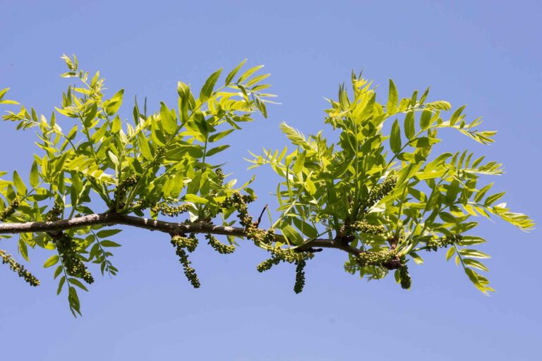 Honey Locust — Hudson River Park