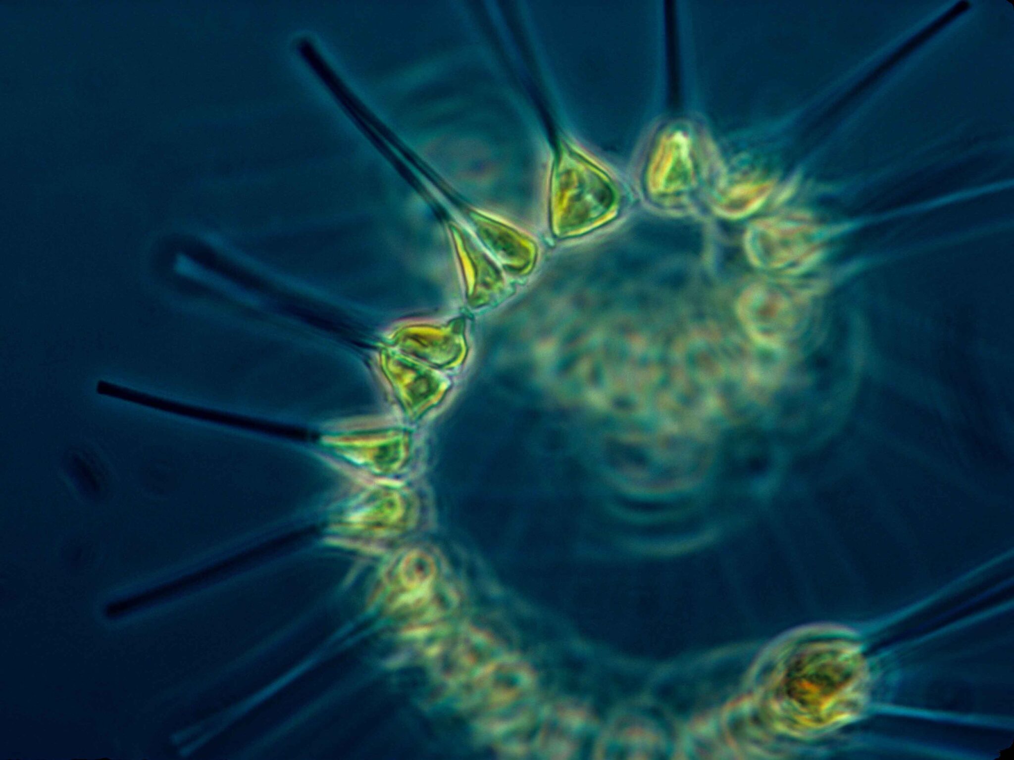 Plankton Stamps — Hudson River Park