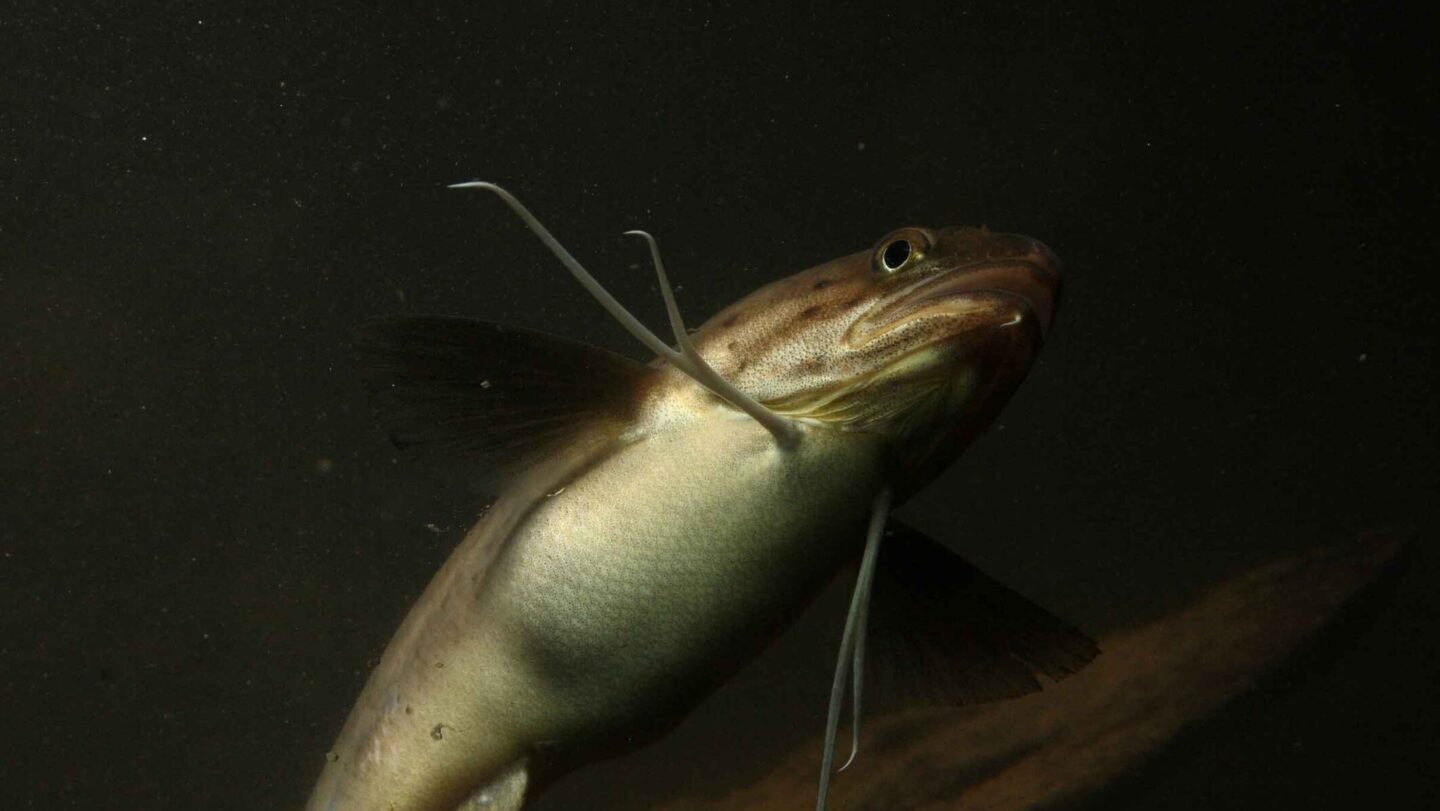 Spotted Hake — Hudson River Park