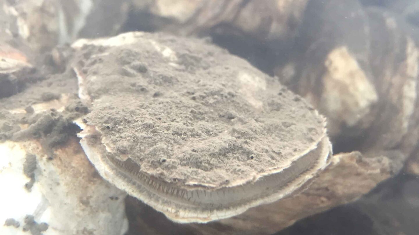 Eastern Oyster — Hudson River Park