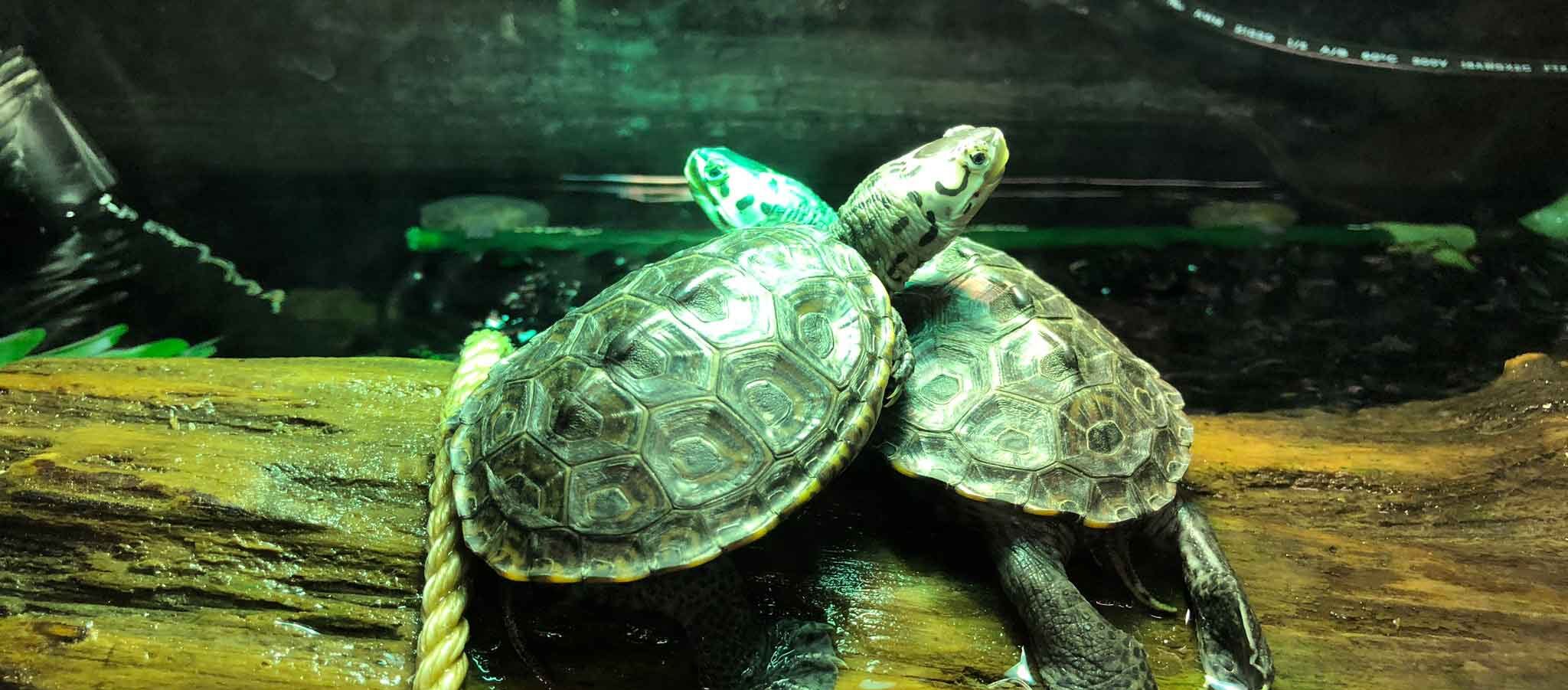 Diamondback Terrapin — Hudson River Park