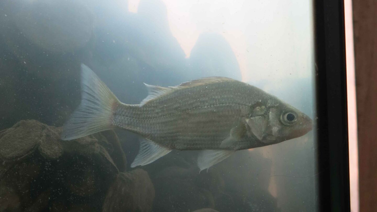 White Perch — Hudson River Park