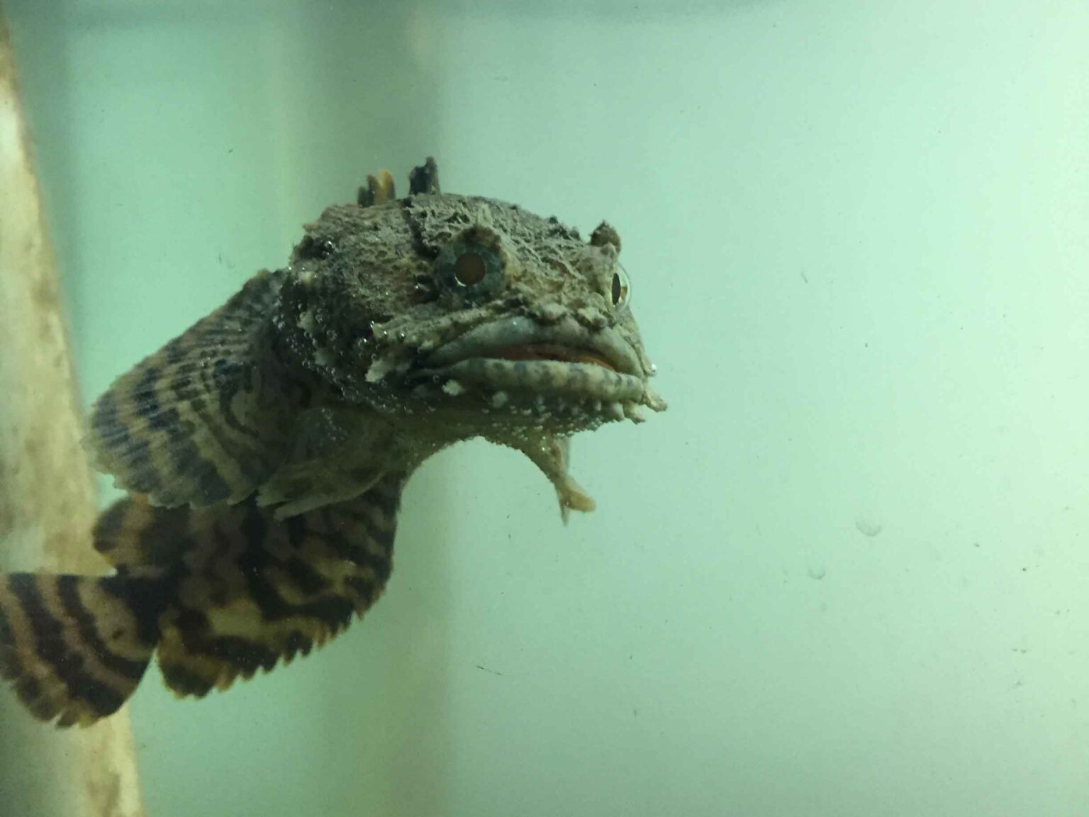 Oyster Toadfish — Hudson River Park