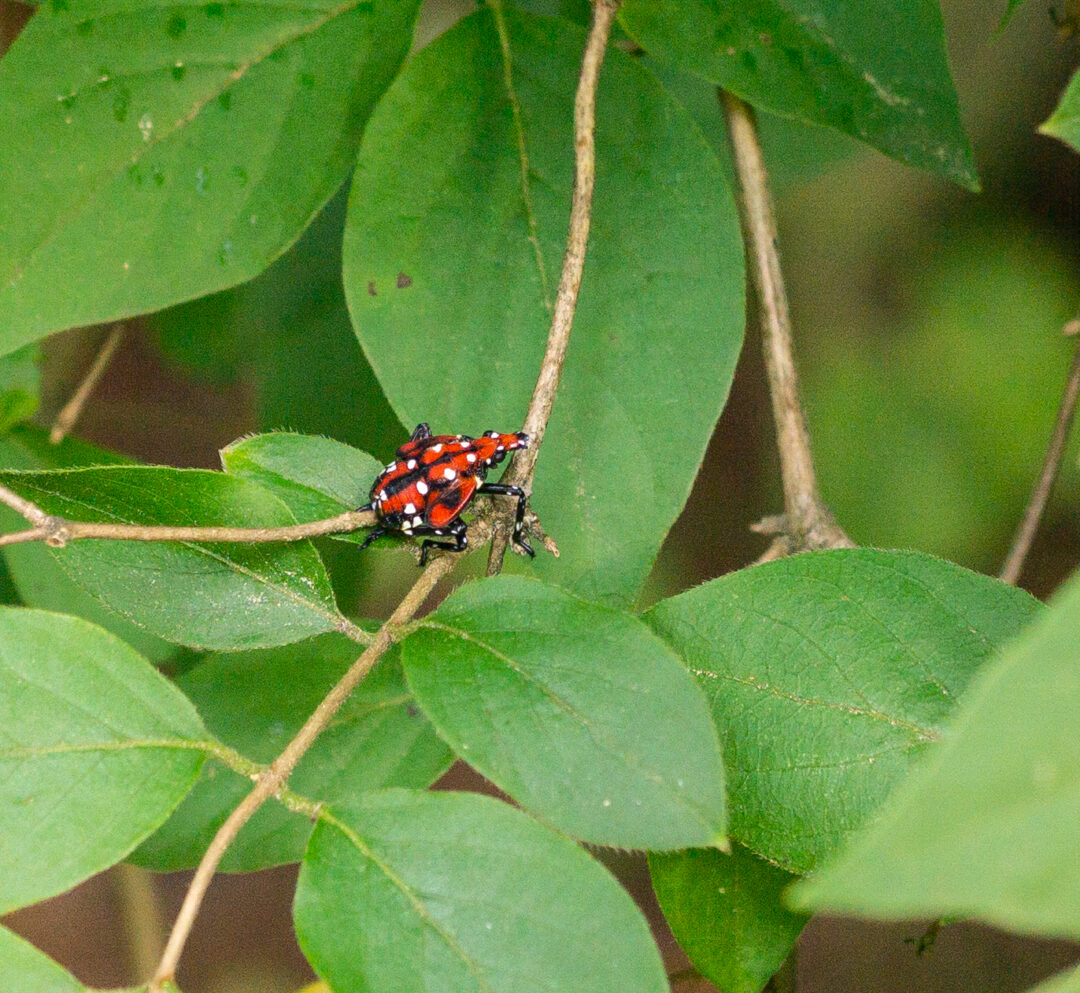 Help Protect Park Trees and Plants from Spotted Lanternflies — Hudson ...