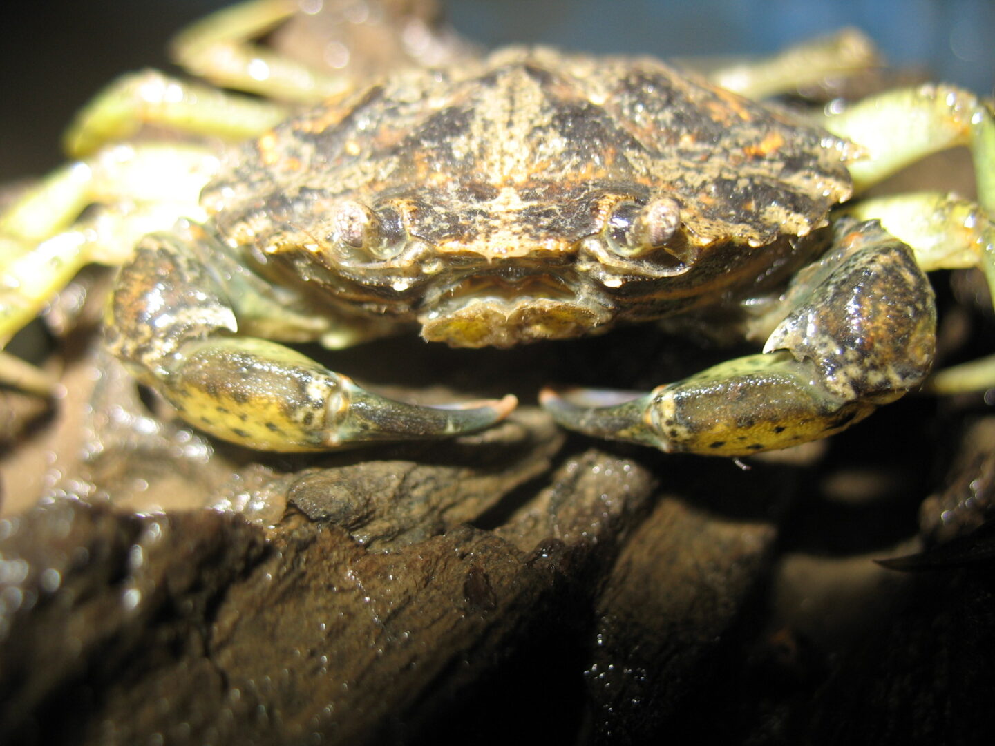 Claws up for Crab Week — Hudson River Park