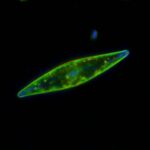 Get to Know Your Local Plankton — Hudson River Park