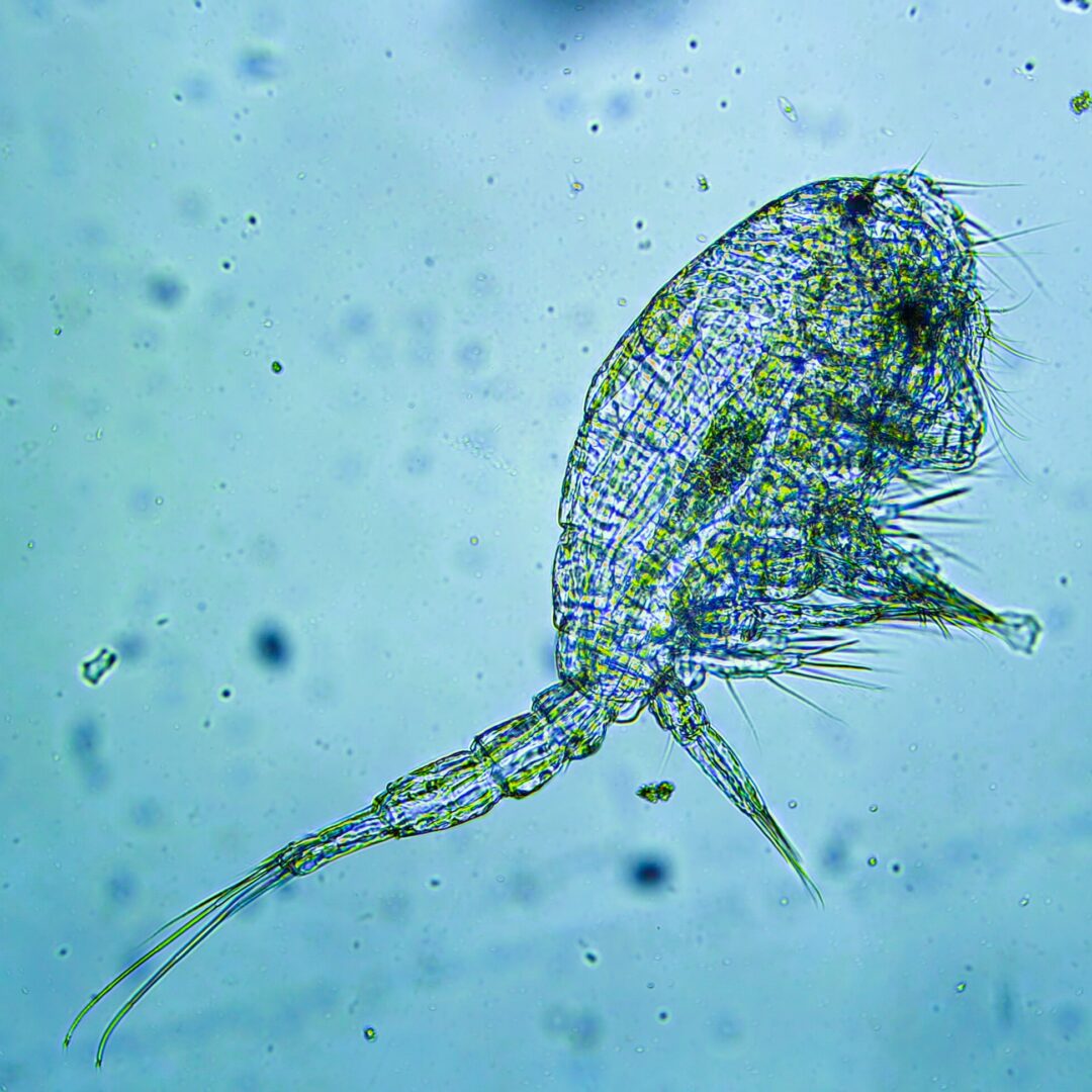 Get to Know Your Local Plankton — Hudson River Park
