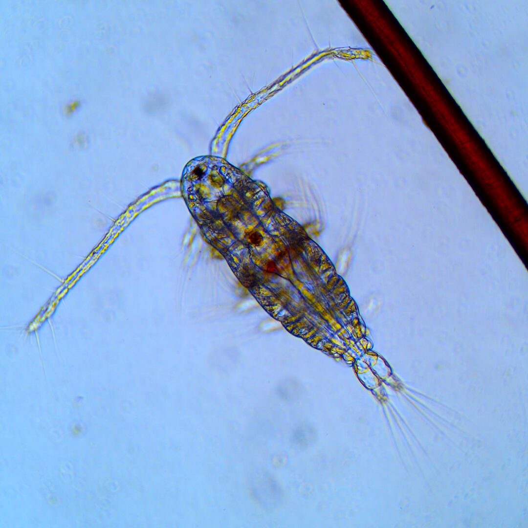 Get to Know Your Local Plankton — Hudson River Park