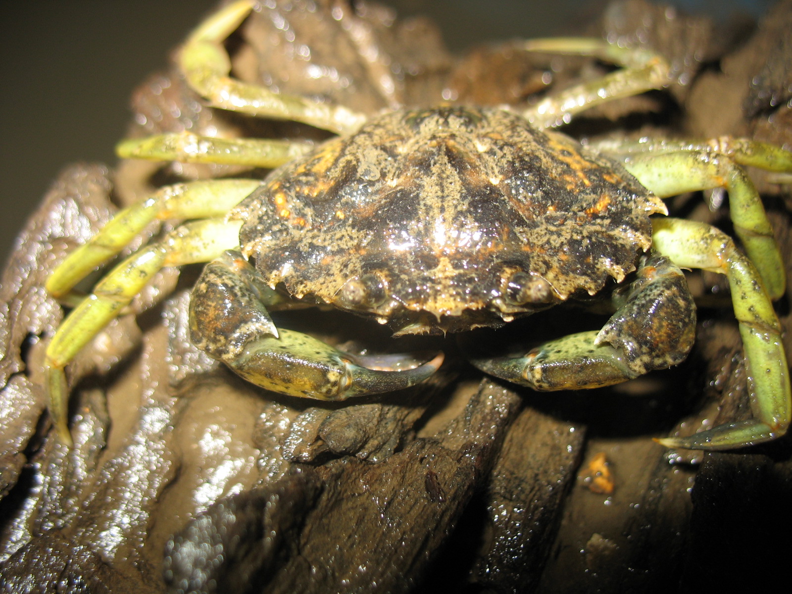 Green Crab — Hudson River Park