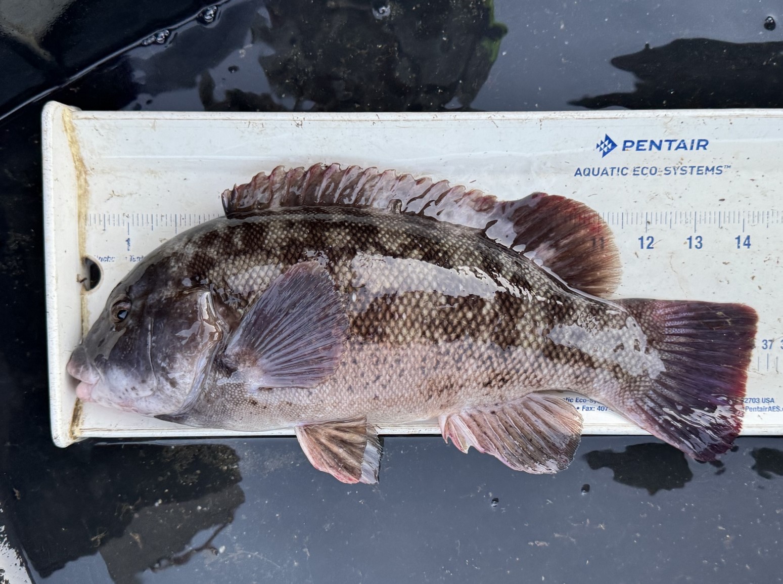Fish — Hudson River Park